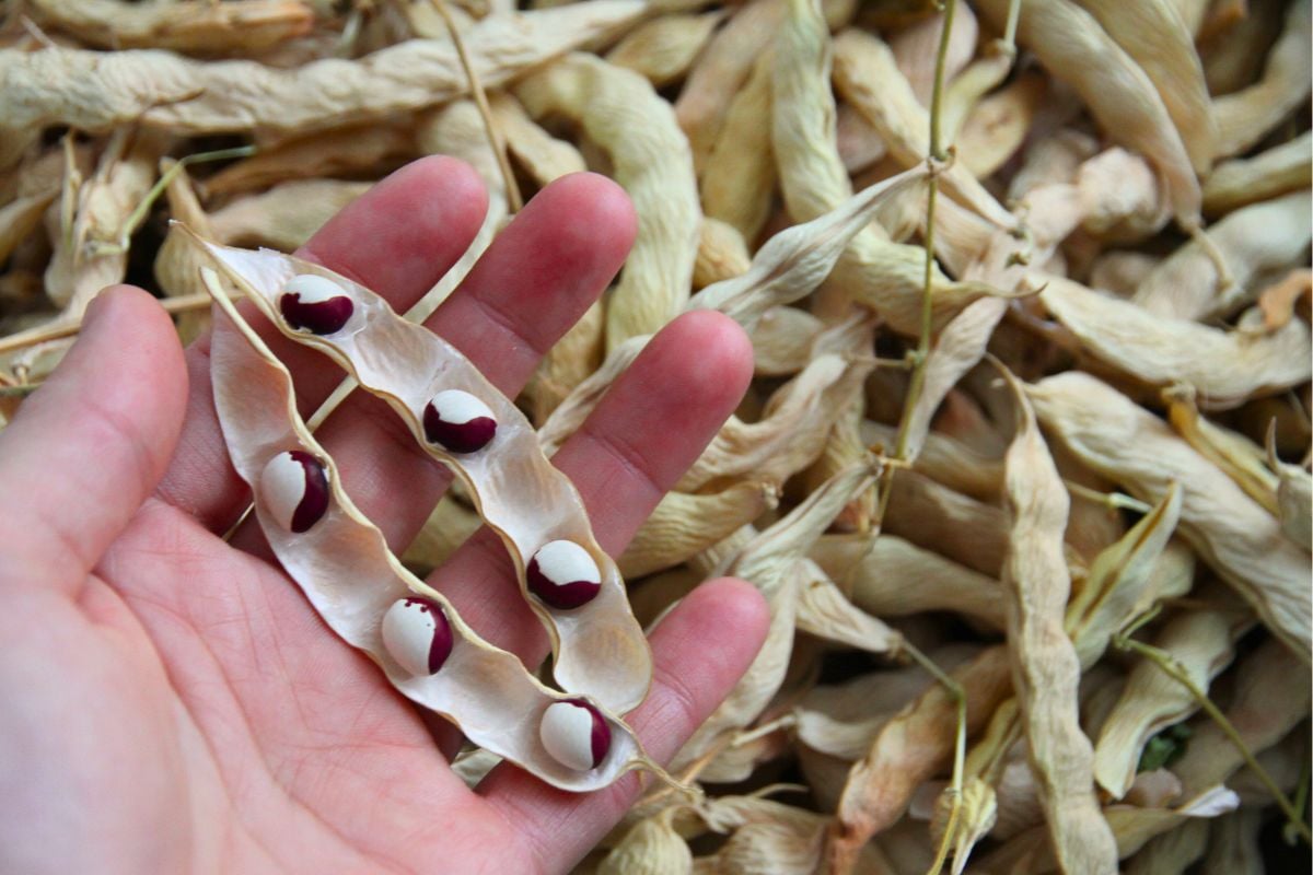 how-to-plant-and-grow-dry-shelling-beans • a traditional life