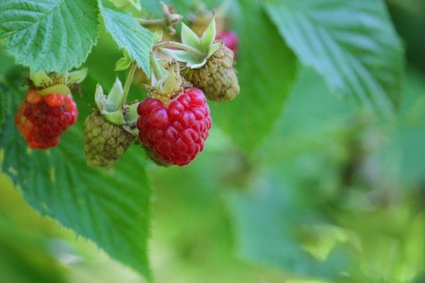 Old Fashioned Raspberry Vinegar Tutorial • A Traditional Life