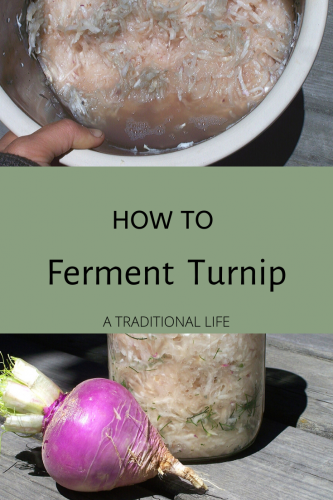 How to Make Fermented Turnip with Dill • A Traditional Life