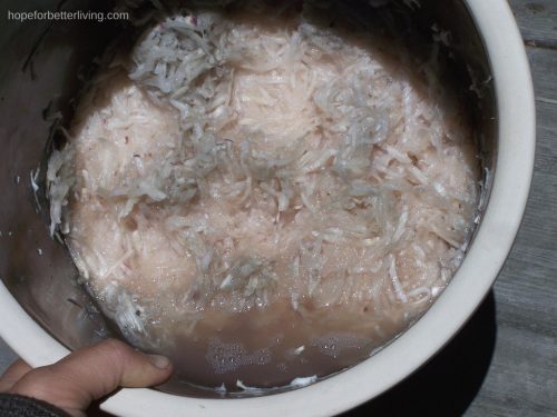 How to Make Fermented Turnip with Dill • a traditional life
