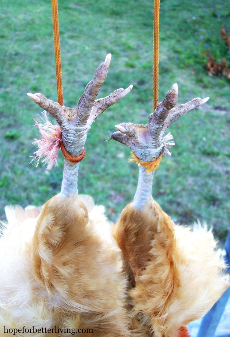 How to Clean & Use Old Hens • A Traditional Life