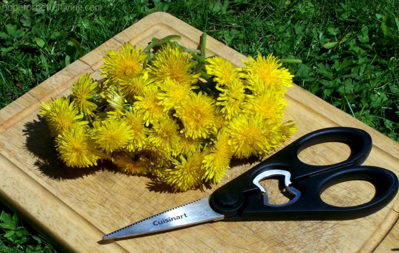 How to Make Spiced Dandelion Tea • A Traditional Life