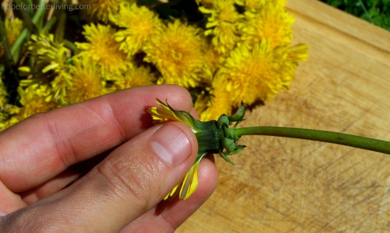 How to Make Spiced Dandelion Tea • a traditional life