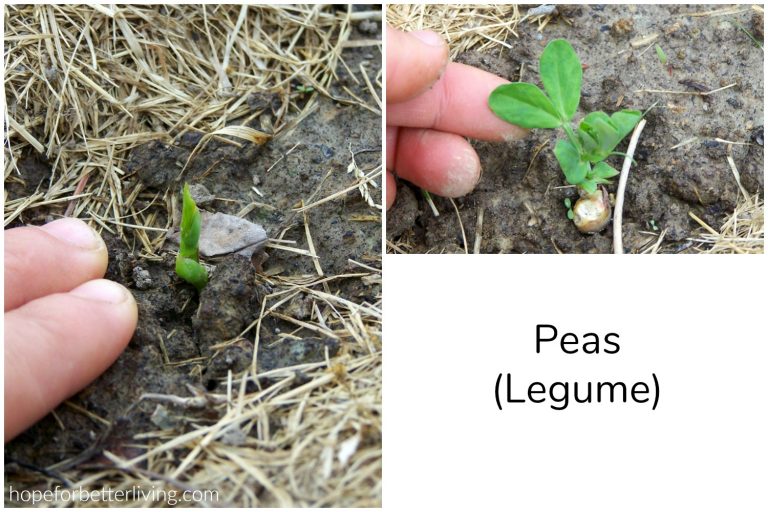 How to Identify Seedlings in the Vegetable Garden • a traditional life