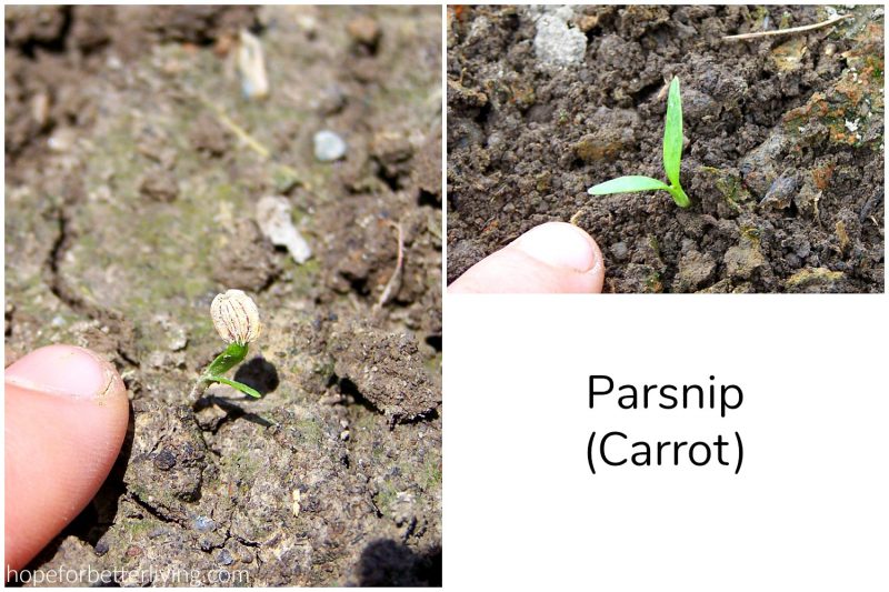 How to Identify Seedlings in the Vegetable Garden • a traditional life