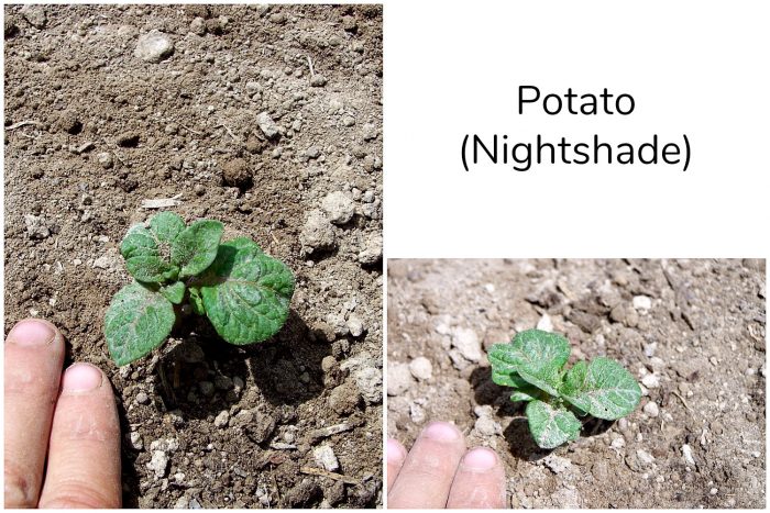 How to Identify Seedlings in the Vegetable Garden • a traditional life