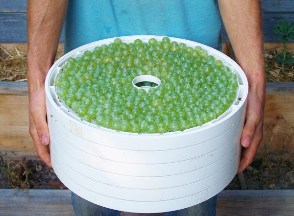 How to Make Homemade Raisins • a traditional life