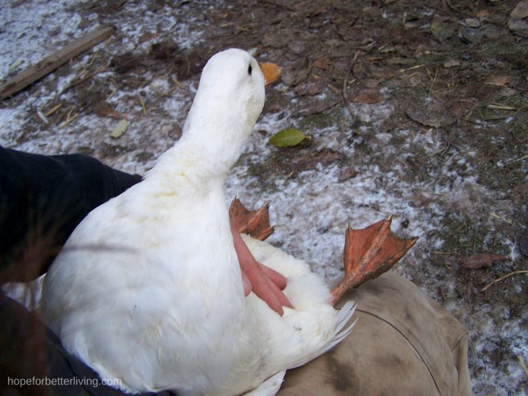 How to Tell if a Duck is Laying • A Traditional Life
