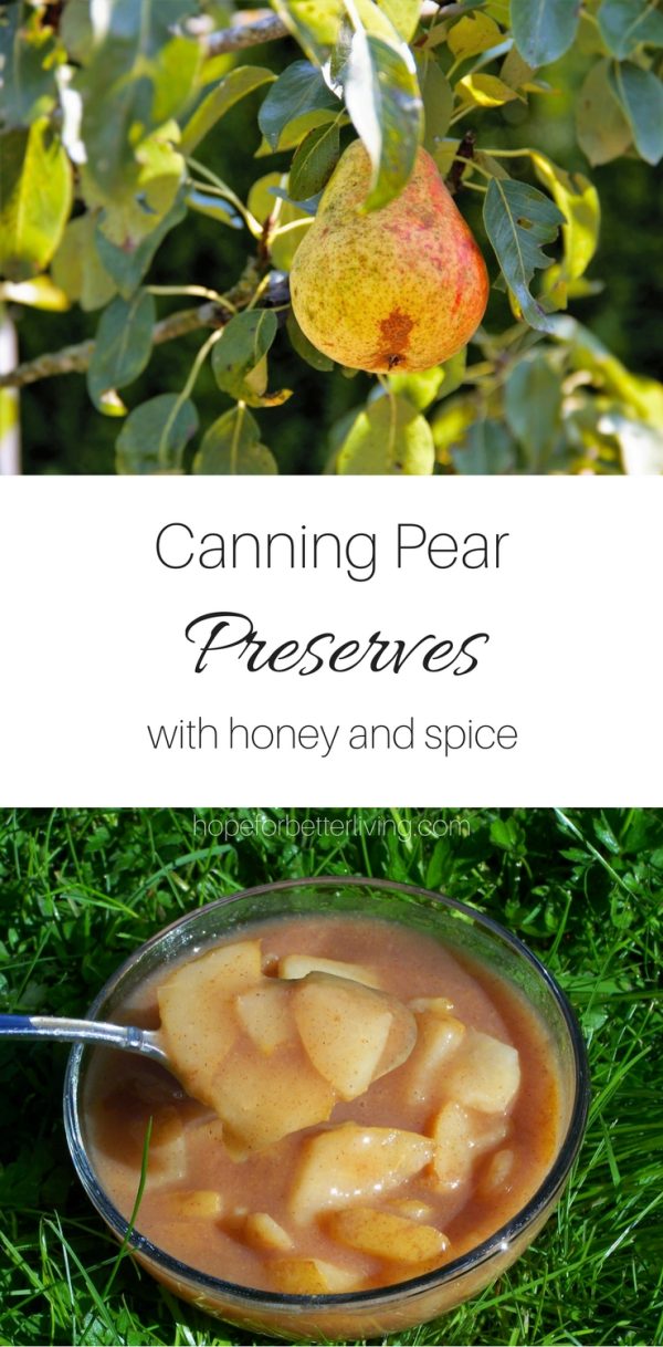 Canning Pear Preserves with Honey • A Traditional Life