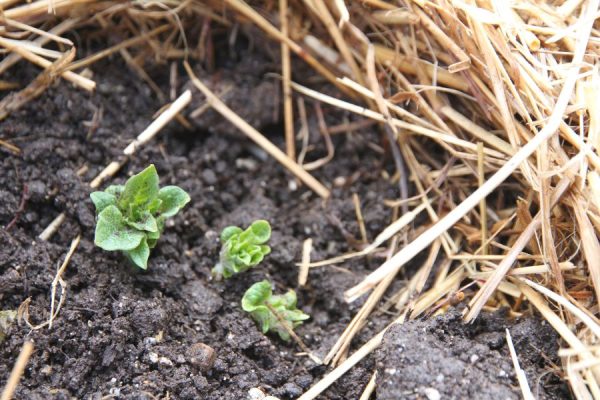 How to Identify Seedlings in the Vegetable Garden • A Traditional Life