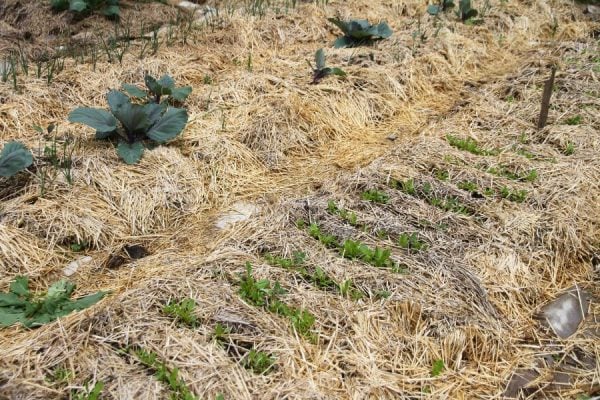 How to Identify Seedlings in the Vegetable Garden • A Traditional Life