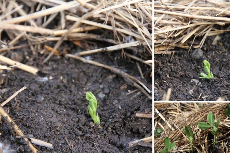 How to Identify Seedlings in the Vegetable Garden • A Traditional Life