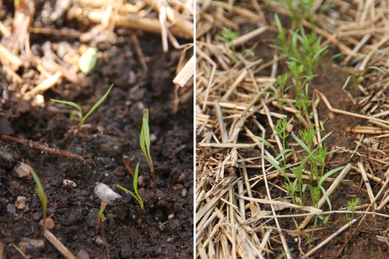 How to Identify Seedlings in the Vegetable Garden • A Traditional Life