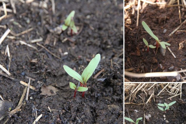 How to Identify Seedlings in the Vegetable Garden • A Traditional Life