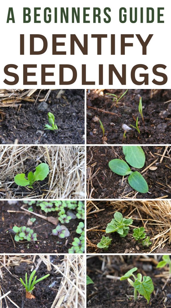 How to Identify Seedlings in the Vegetable Garden • A Traditional Life