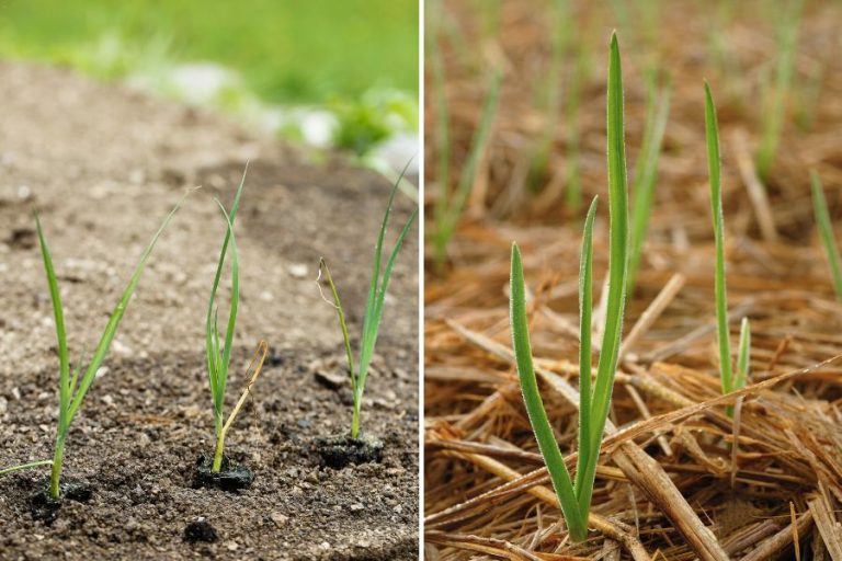 How to Identify Seedlings in the Vegetable Garden • A Traditional Life
