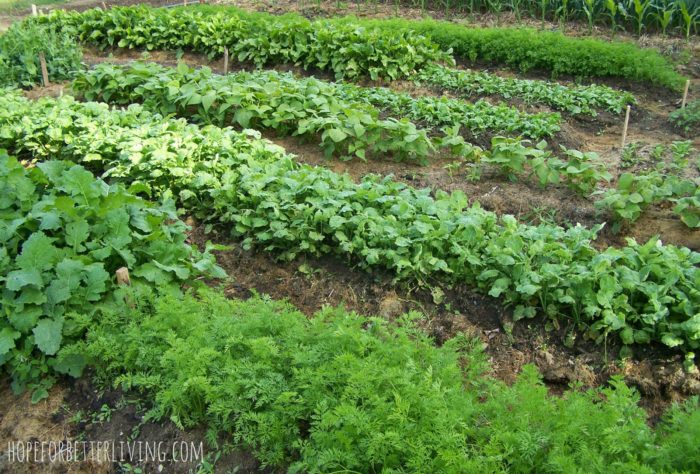 How to Raise a Garden When You Don't Have Space • A Traditional Life