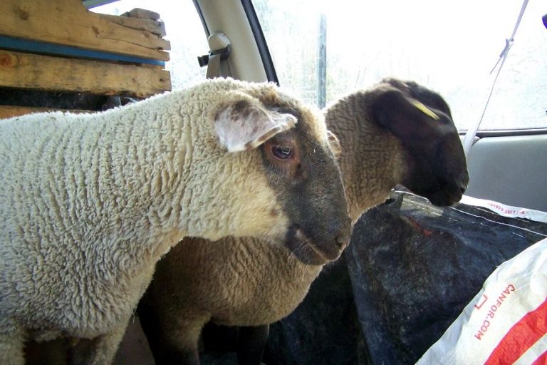 Raising Sheep for Meat: Bringing Lambs Home • A Traditional Life