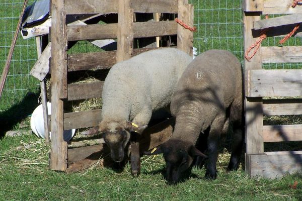 Raising Sheep for Meat: Bringing Lambs Home • a traditional life
