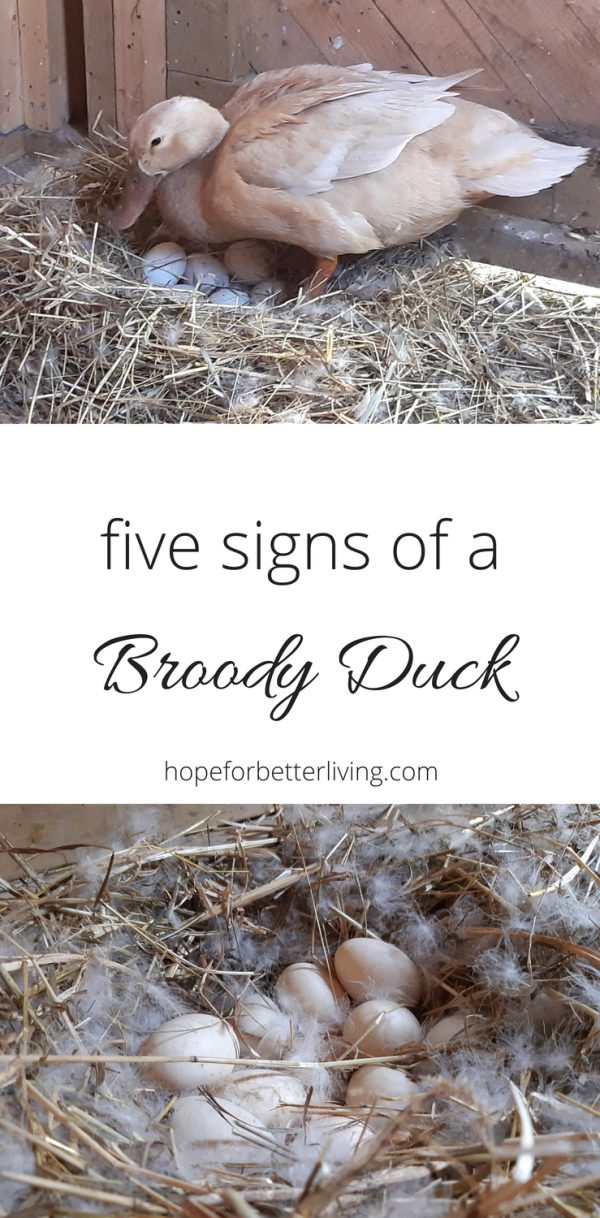 5 Signs of a Broody Duck • A Traditional Life