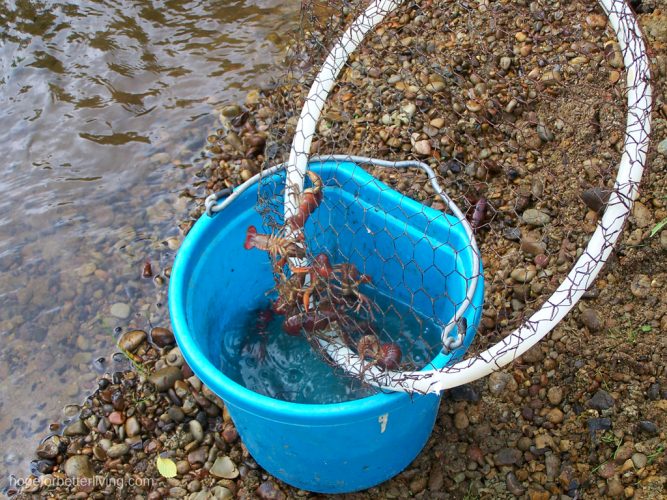 Catching Crayfish: A Cheap & Easy Method • A Traditional Life
