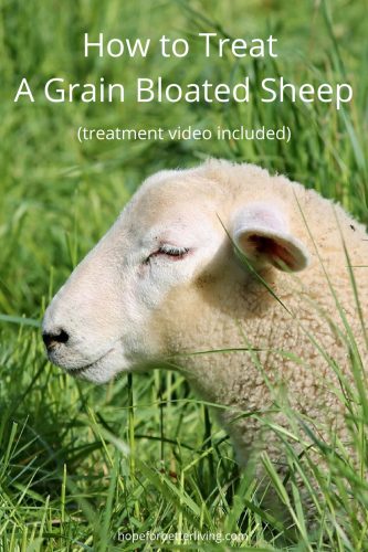 Grain Bloated Sheep: How to Treat Your Animals • A Traditional Life