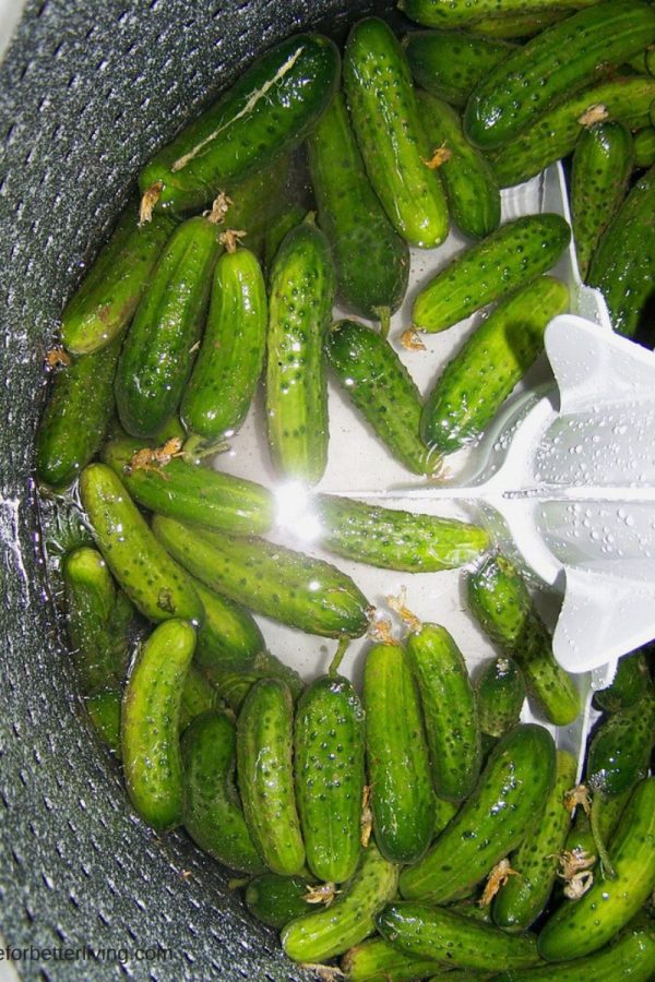 Easy Way to Clean Cucumbers for Pickling and Preserving • A Traditional ...