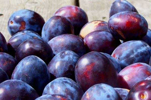 A Simple Method for Pitting Plums Faster • A Traditional Life