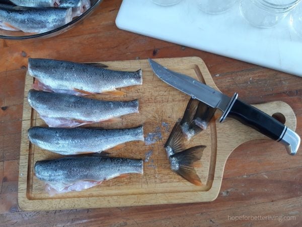 Pressure Canning Fish: A Basic Recipe