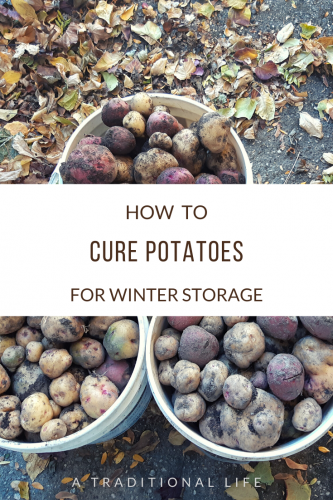 How to Cure and Store Potatoes for Winter