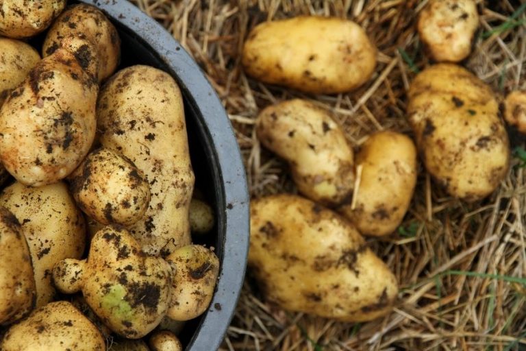 How to Cure and Store Potatoes for Winter
