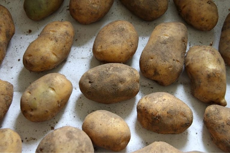 How to Cure and Store Potatoes for Winter