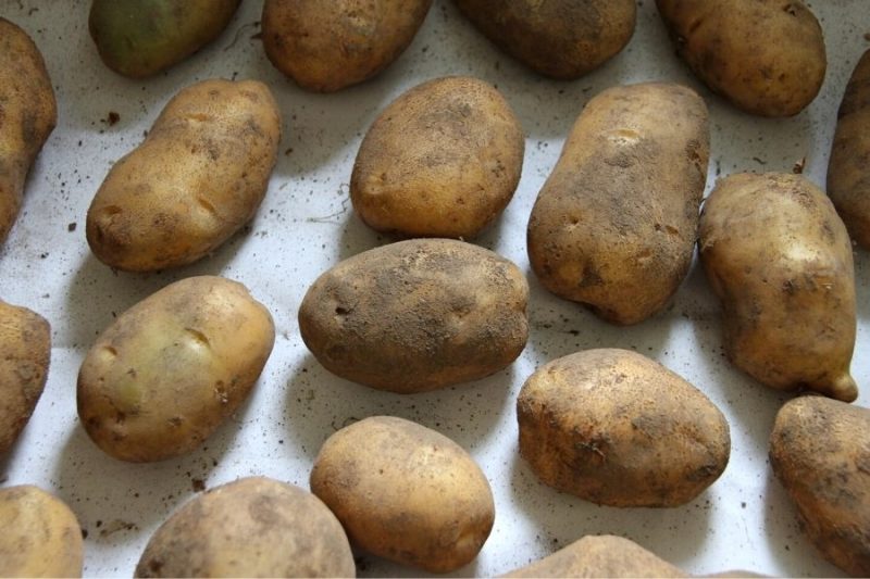 How to Cure and Store Potatoes for Winter