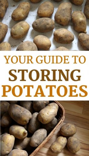 How to Cure and Store Potatoes for Winter