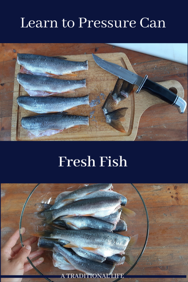 Pressure Canning Fish: A Basic Recipe
