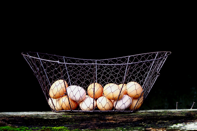 Collect Eggs for Hatching-The Basics You Should Know • A Traditional Life