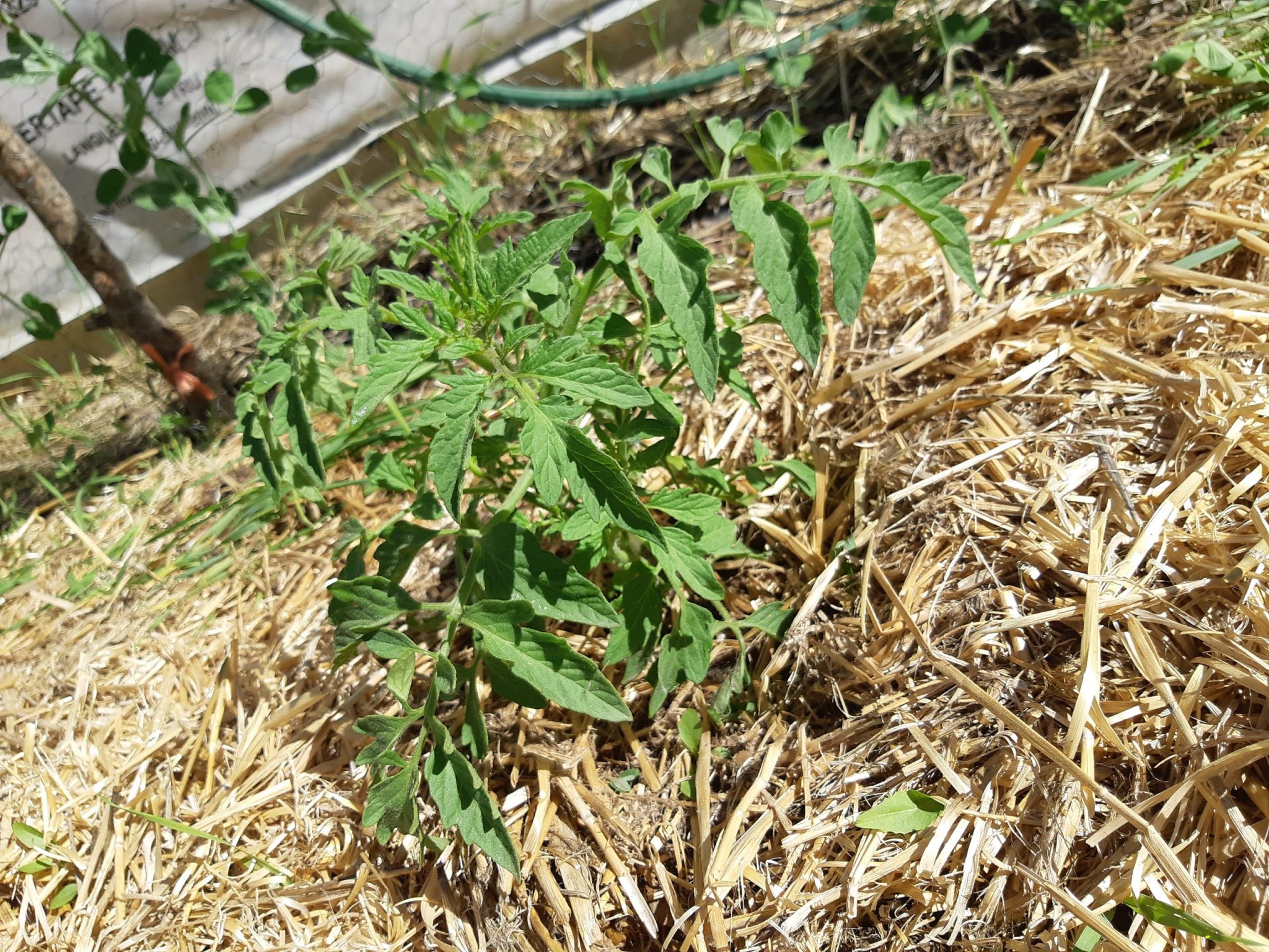 How to Identify Seedlings in the Vegetable Garden • a traditional life