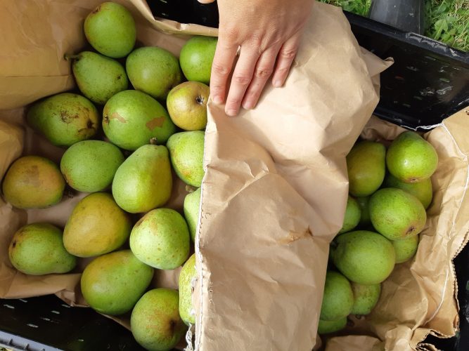 How to Harvest and Keep Pears in Cold Storage • a traditional life