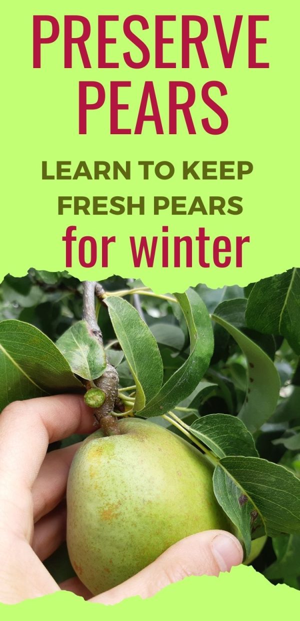 How to Harvest and Keep Pears in Cold Storage • A Traditional Life