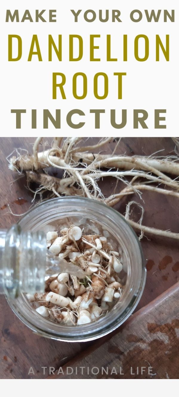 DIY Dandelion Root Tincture • A Traditional Life