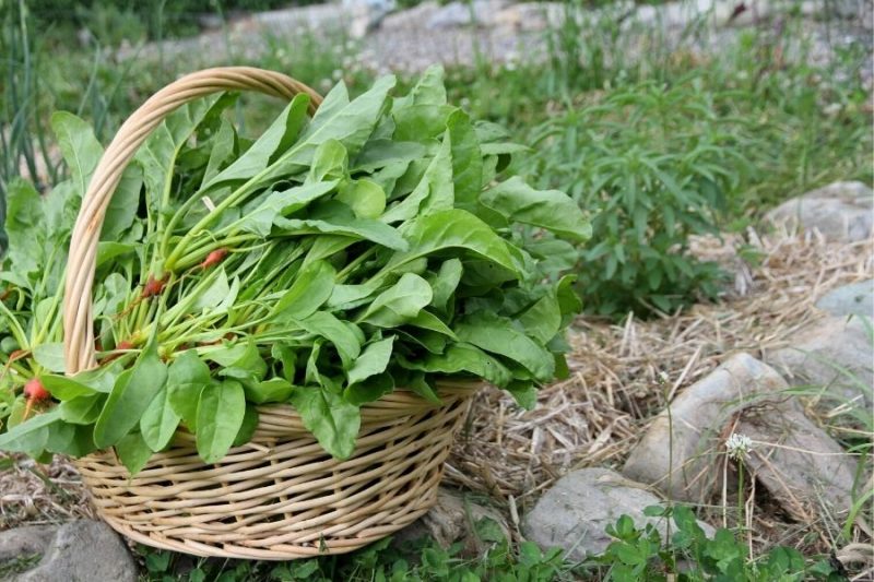 How to Harvest and Preserve Beet Greens • A Traditional Life