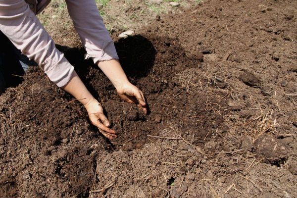 A Simple Way to Turn Lawn Into a Vegetable Garden • A Traditional Life