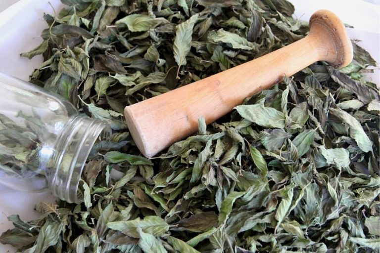 Growing and Drying Mint Leaves for Tea • A Traditional Life