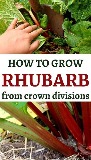 Transplant Rhubarb: How to Split Rhubarb Crowns • a traditional life