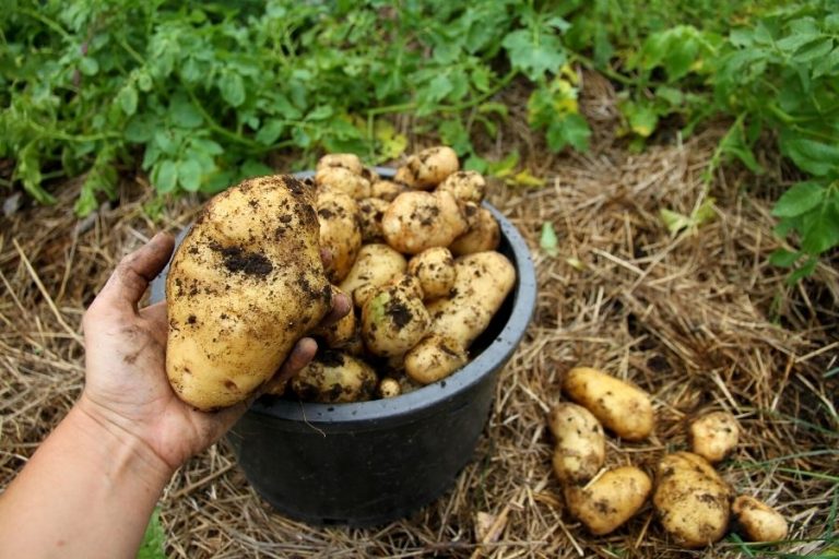 The Easy Way to Grow Potatoes at Home • a traditional life
