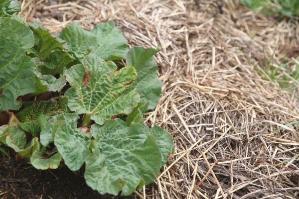Transplant Rhubarb: How to Split Rhubarb Crowns • A Traditional Life