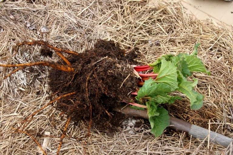 Transplant Rhubarb: How to Split Rhubarb Crowns • A Traditional Life