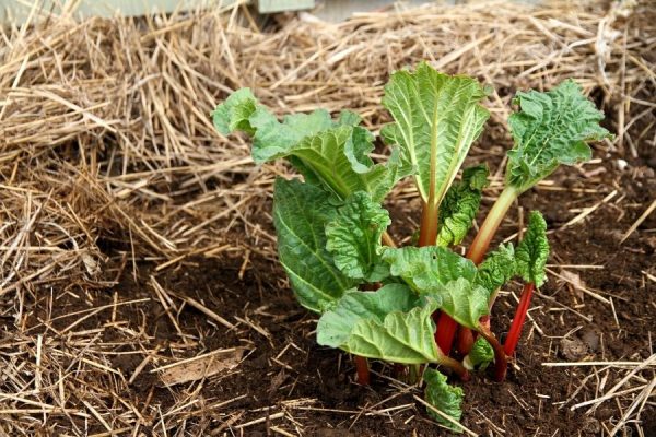 Transplant Rhubarb: How to Split Rhubarb Crowns • A Traditional Life