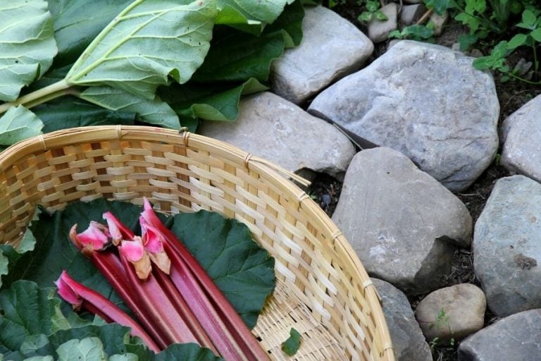 Transplant Rhubarb: How to Split Rhubarb Crowns • A Traditional Life