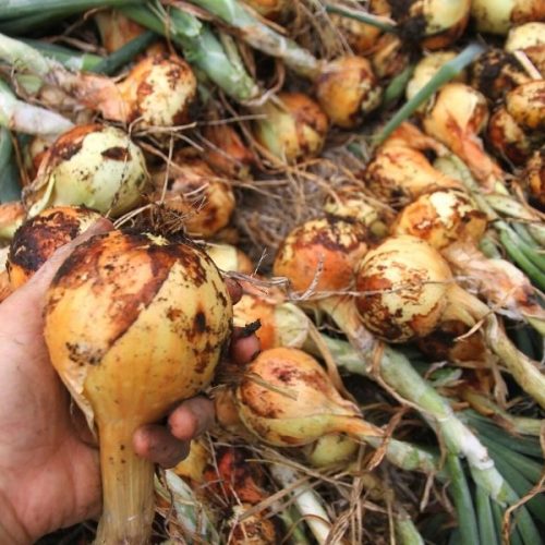 6 Heirloom Onions You Can Grow for Winter Storage • a traditional life